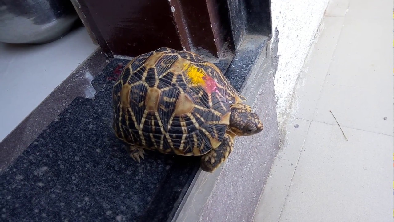કાચબો Kachbo- Pet Tortoise turtle - YouTube