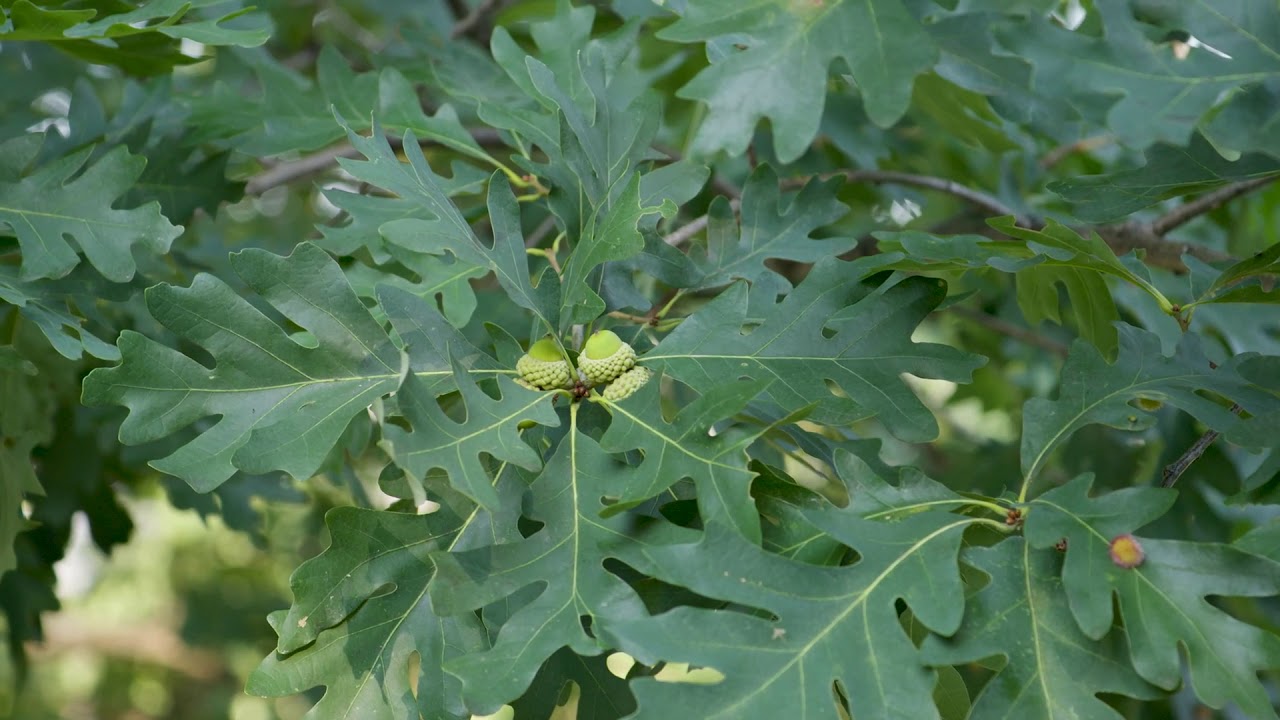 Quercus Alba Leaf