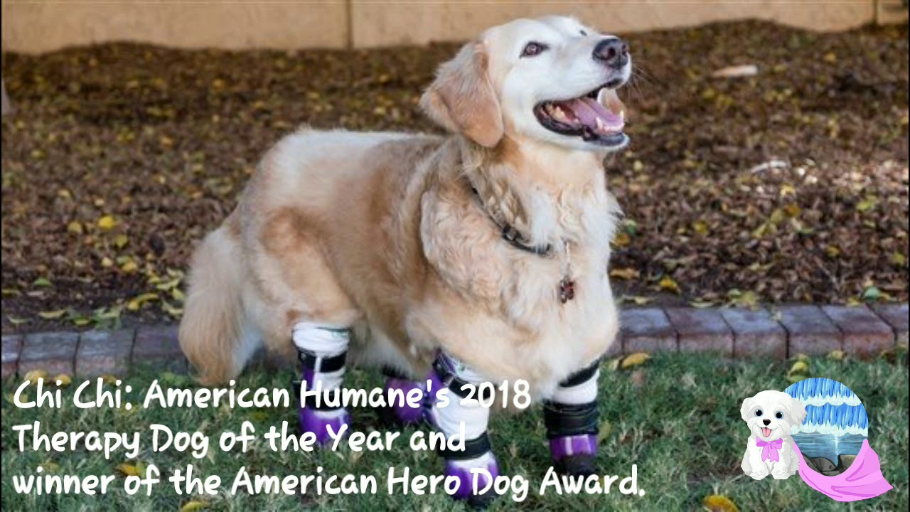 Hero Paws of 2018 - YouTube