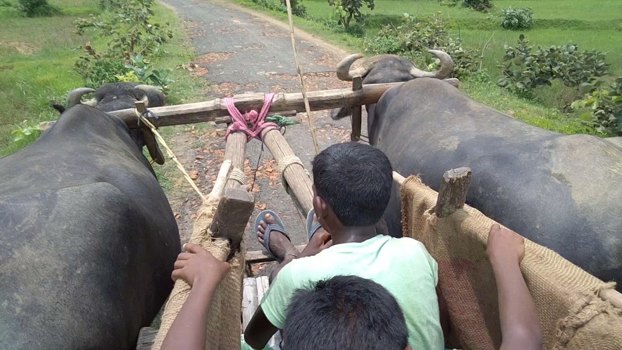 Bail gadi sawari - YouTube