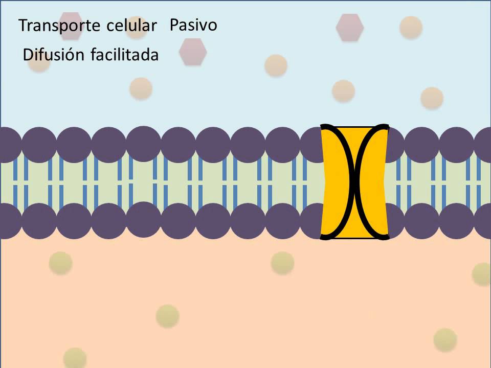 Membrana celular y transporte transmembrana - YouTube