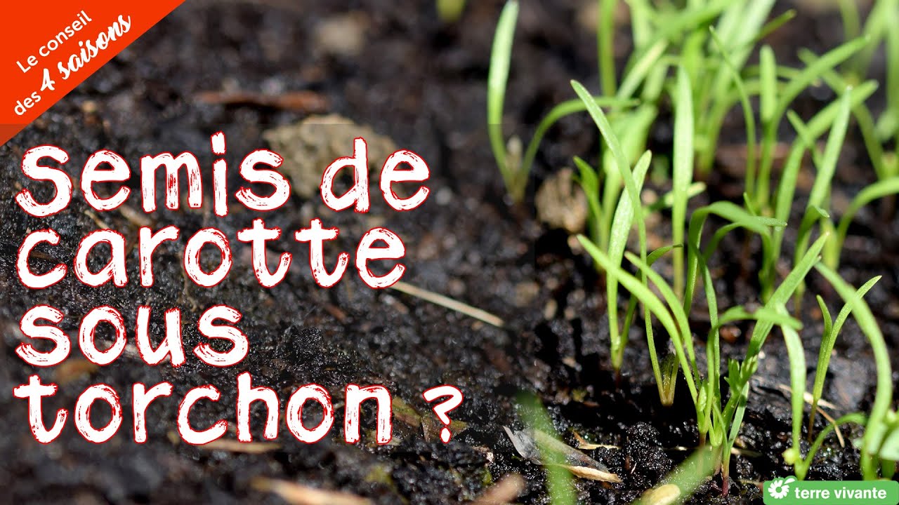 Une astuce pour réussir le semis de carotte ! Le conseil des 4 Saisons ...