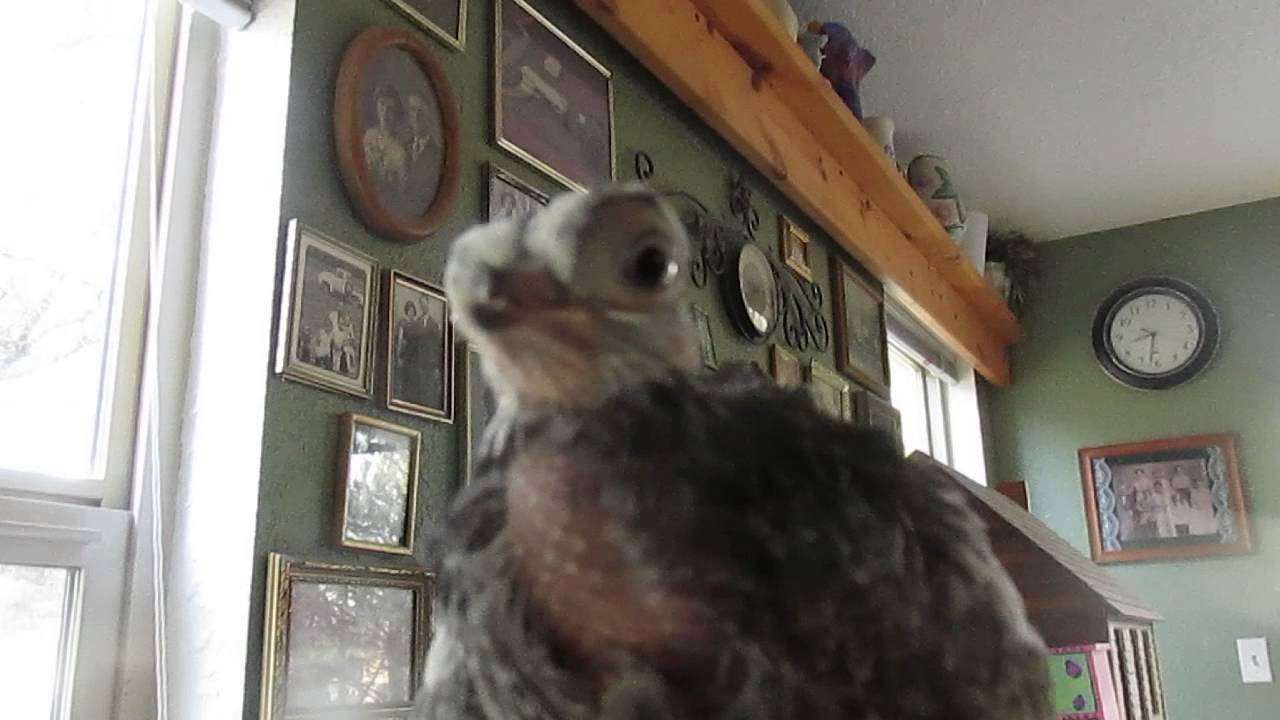 Squeeker Beeker Short Faced Budapest Pigeon - YouTube