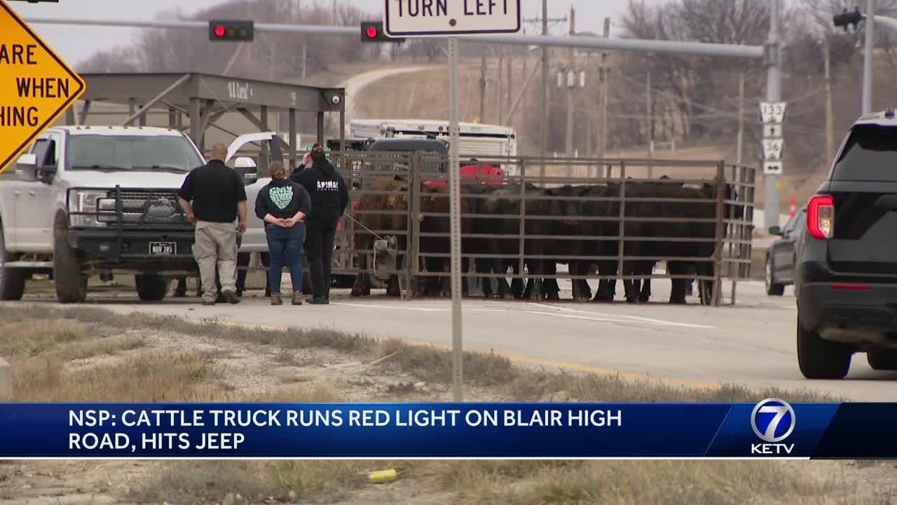 Cattle truck hauling dozens of cows crashes and overturns after running ...