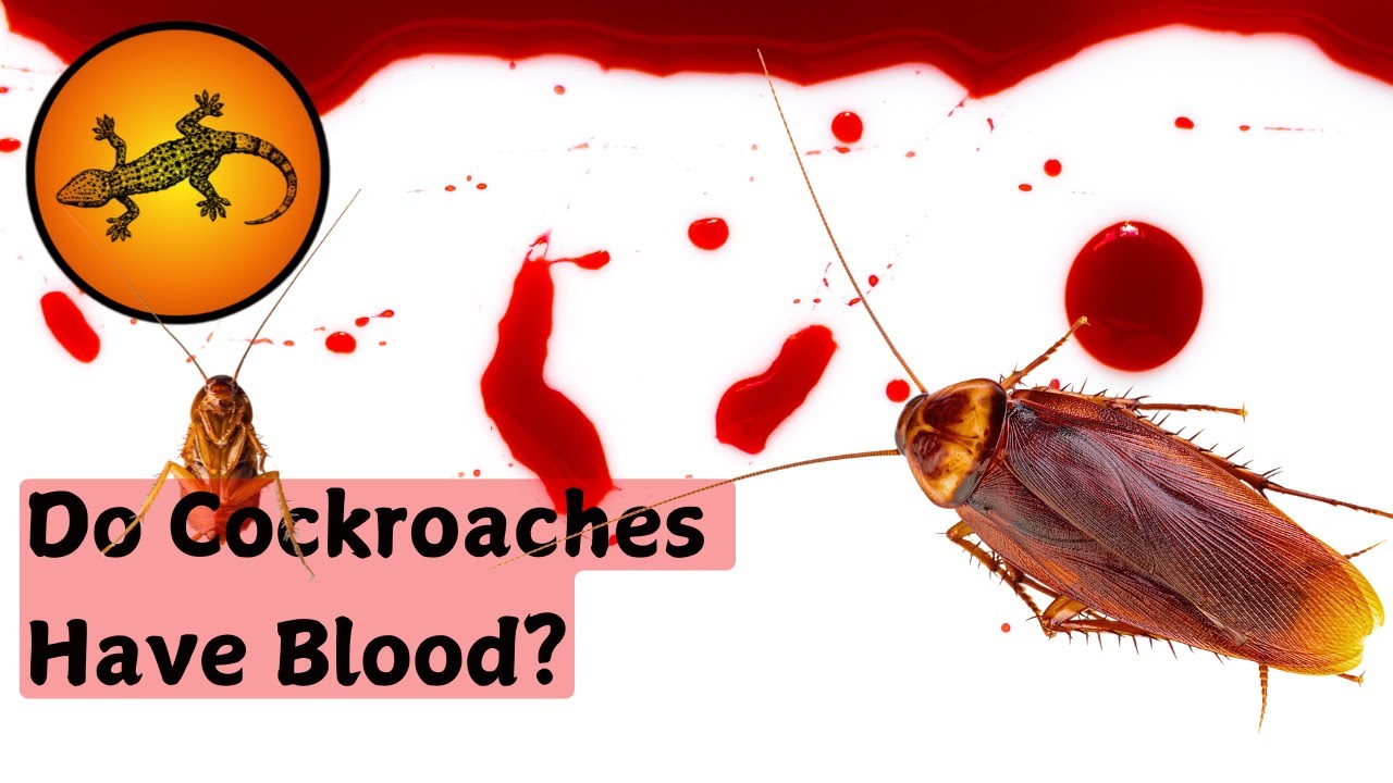 Do Cockroaches Have Blood? - YouTube