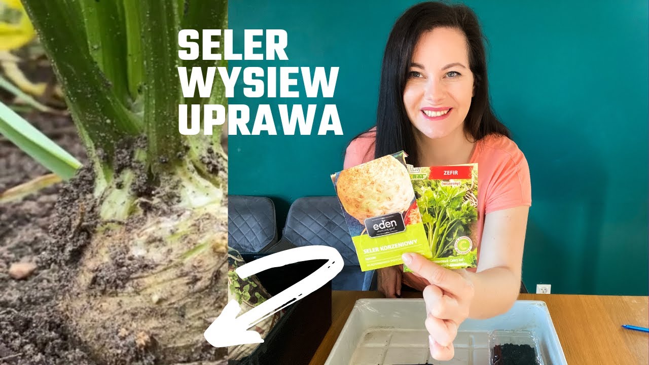 Seler uprawa. Seler korzeniowy uprawa. Seler naciowy uprawa. Jak ...
