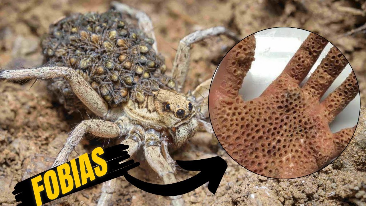 8 Fobias Raras y Sorprendentes que Afectan a Mucha Gente. - YouTube