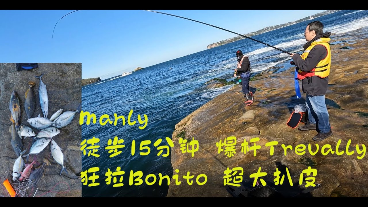 Rock Fishing at Manly | 矶钓，徒步15分钟，爆杆Trevallies，狂拉Bonito,还有超大又漂亮的扒皮鱼 ...