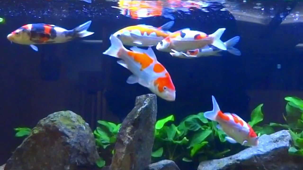 【Koi Fish / عظيم】Best mini koi fish / Japon Balığı / #aquário #koi # ...