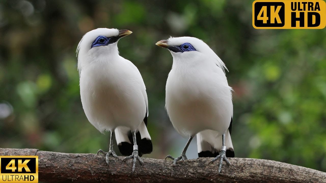 4K HDR 60FPS | Breathtaking Birds in Nature | Relaxing Wildlife ...
