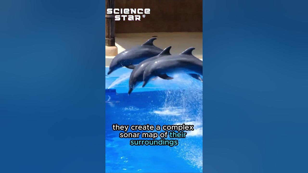 Echolocation Marvels: The Secret Language of Dolphins! 🐬🔍 - YouTube