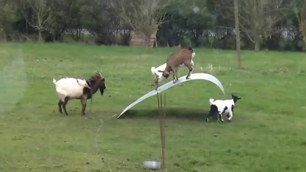 Goats and kids playing! - YouTube
