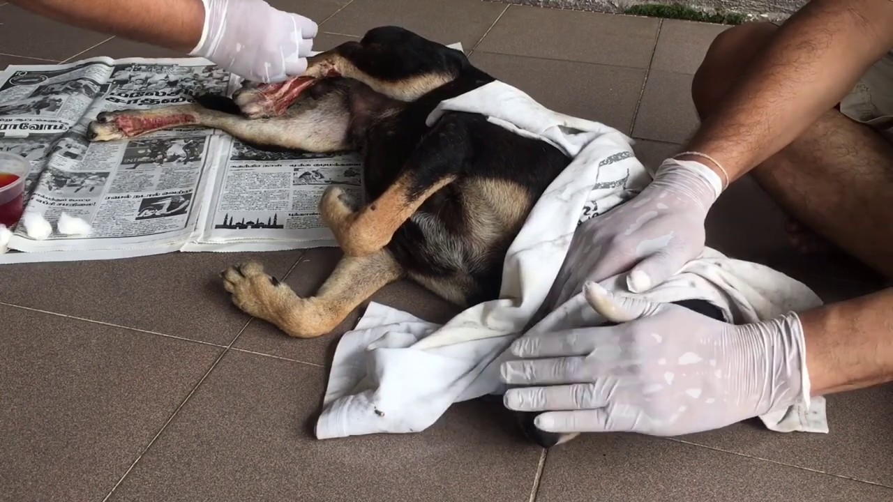 Rescuing An Injured Stray Dog - YouTube