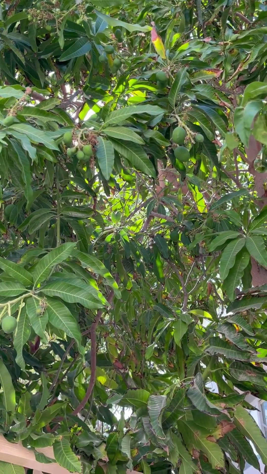 Rarely to see Mango Tree in UAE 🥭🥭 #mango #mangotrees #uae #journaling ...