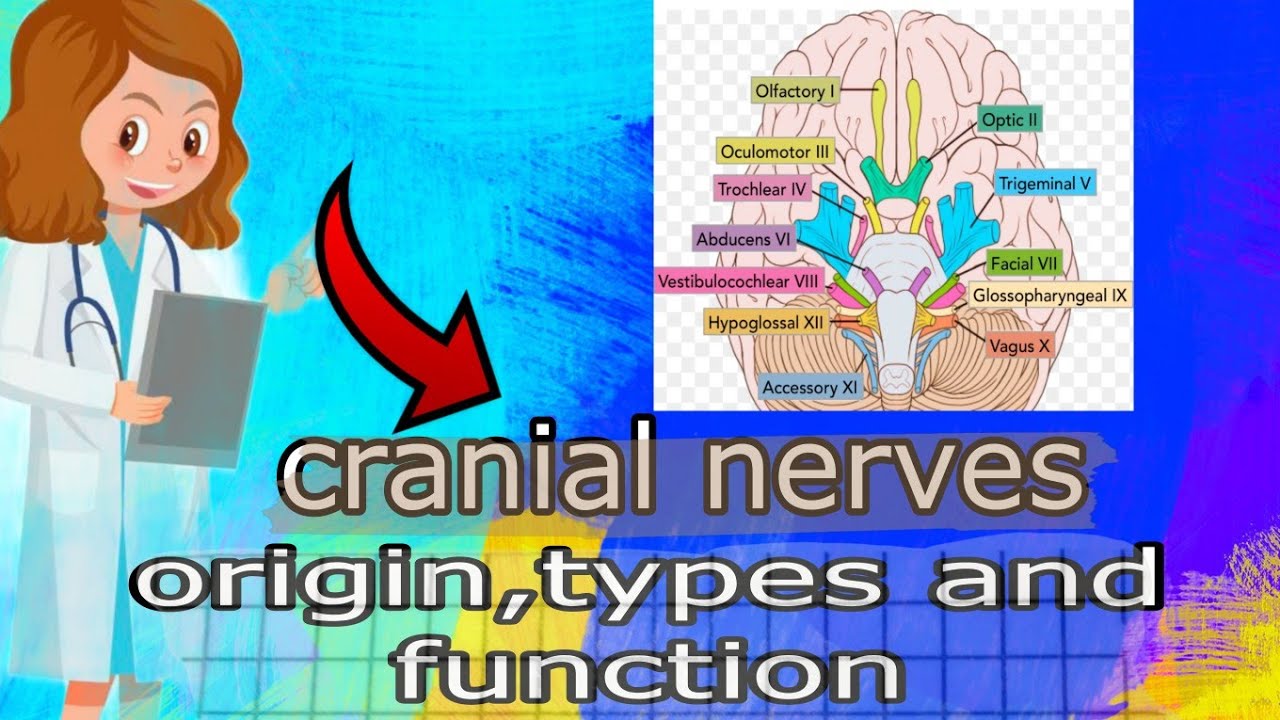 12 Cranial nerves name?origin,types and function?? #cranialnerves # ...