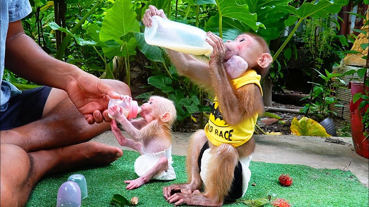 Baby Monkey Drinking Milk - Heartwarming Moment - YouTube
