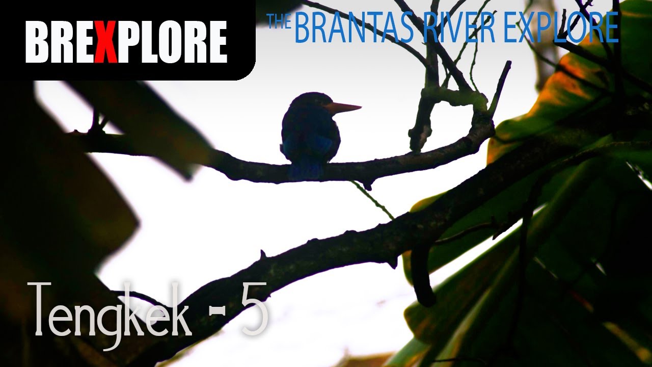 Tengkek-5 I Brantas River Explore - YouTube