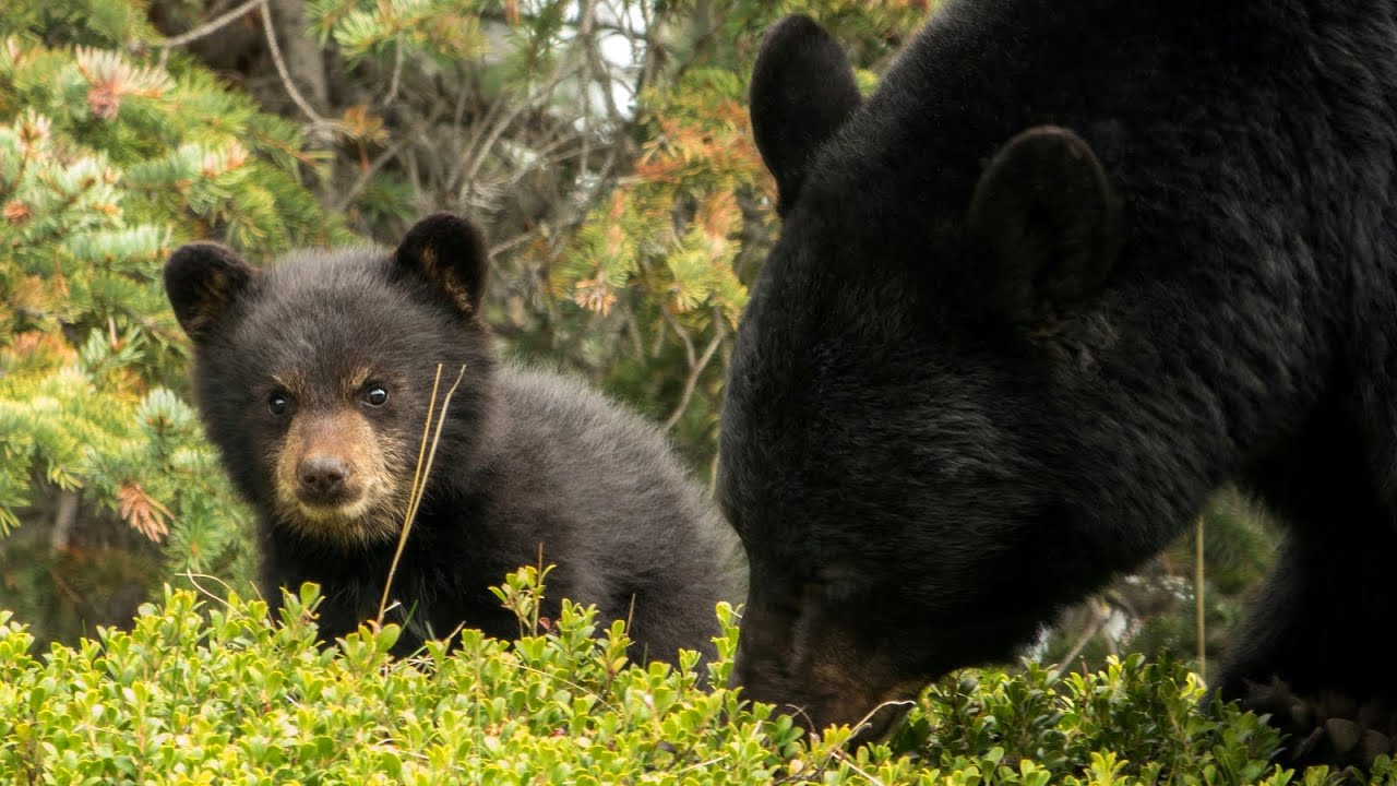Bear Cub Cuteness - YouTube
