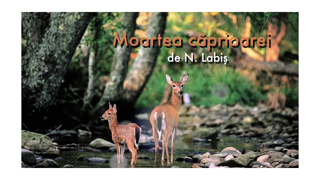 Limba și literatura română; cl.XI-a; "Nicolae Labiș „Moartea căprioarei ...