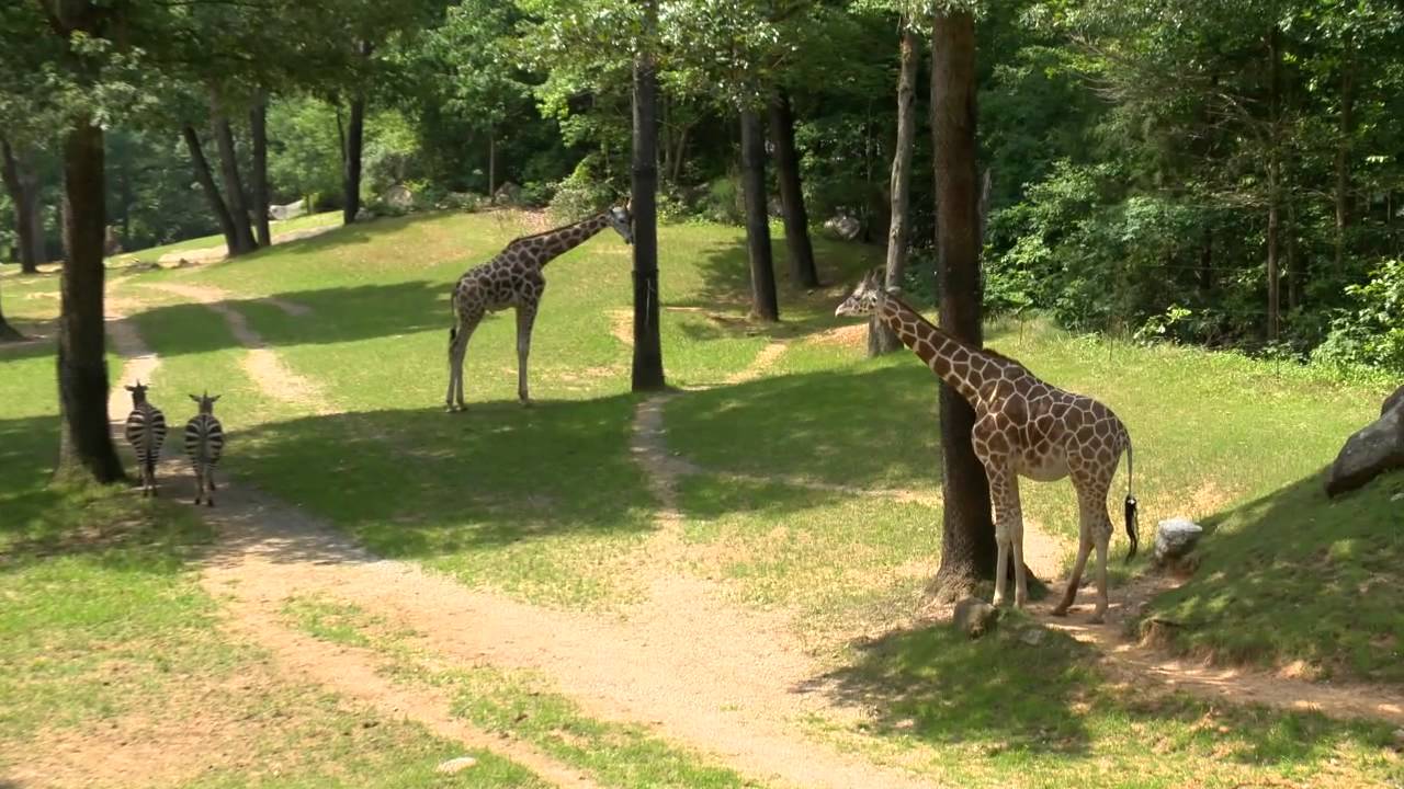 Giraffe Pregnancy - YouTube