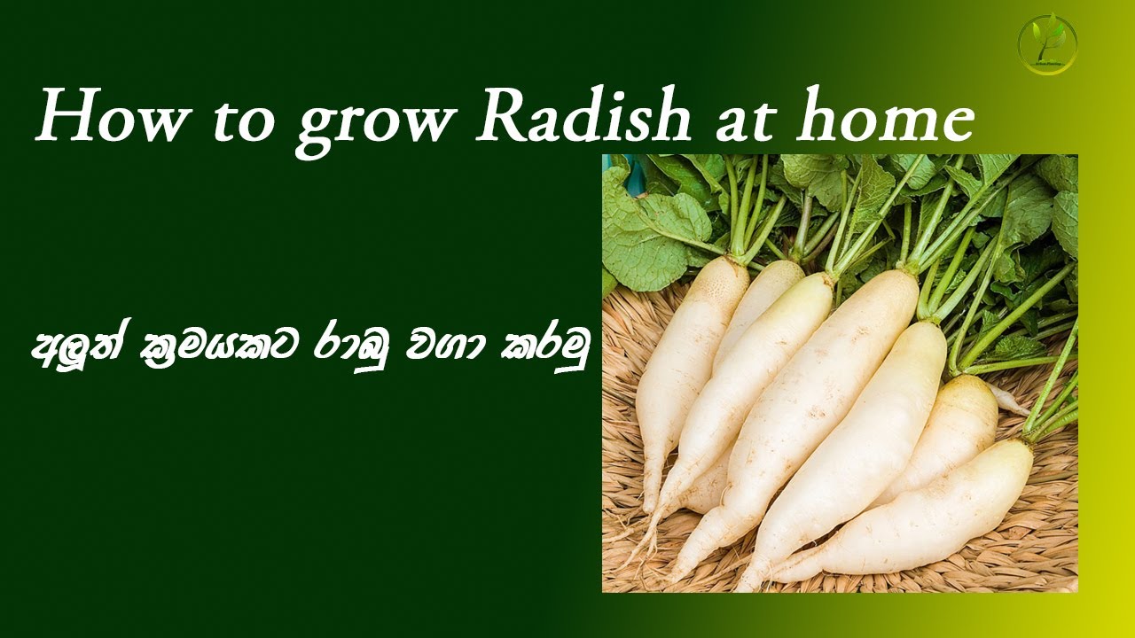 How to Grow Radish at Home | අලුත් ක්‍රමයකට රාබු වගා කරමු - YouTube
