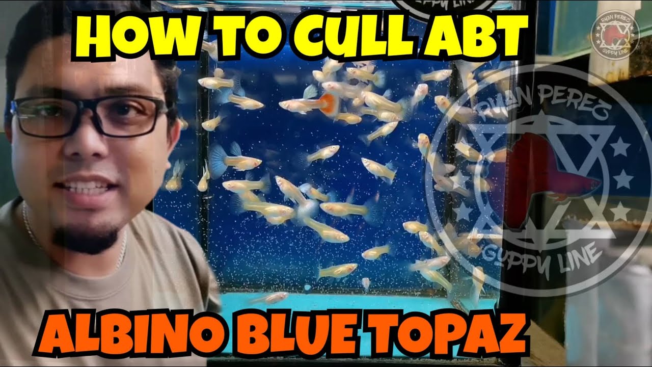How to Cull ABT Guppy | Guppy Culling | Basics Guppy Keeping | Ryan ...