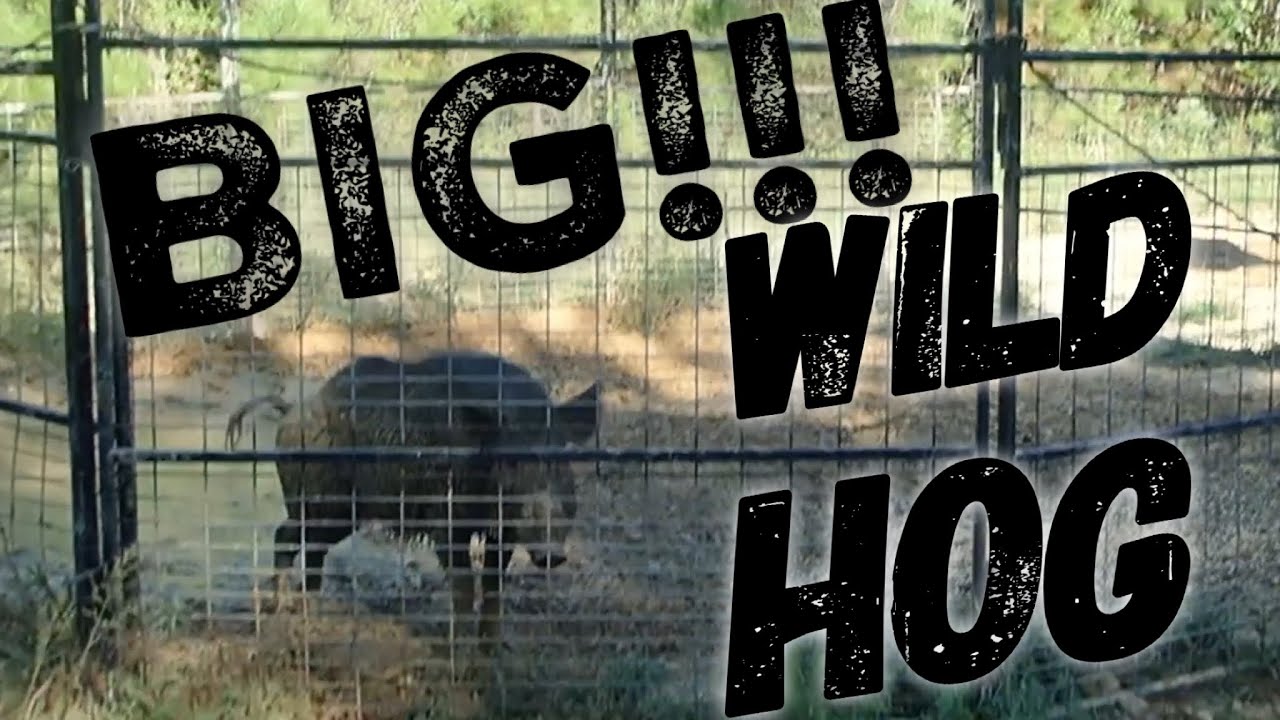 BIG WILD HOG TRAPPING 😲😲😲”The Big Pig Panel Trap" - YouTube