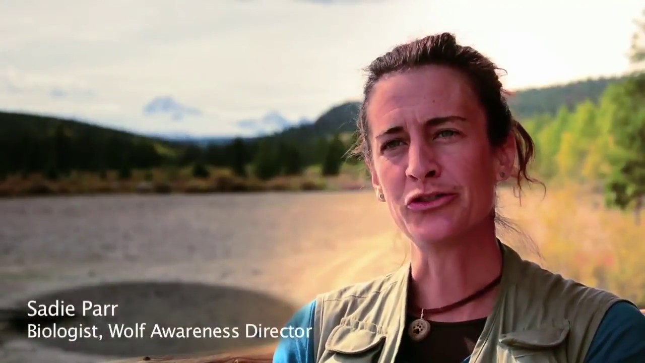 Wolf Awareness Video - YouTube