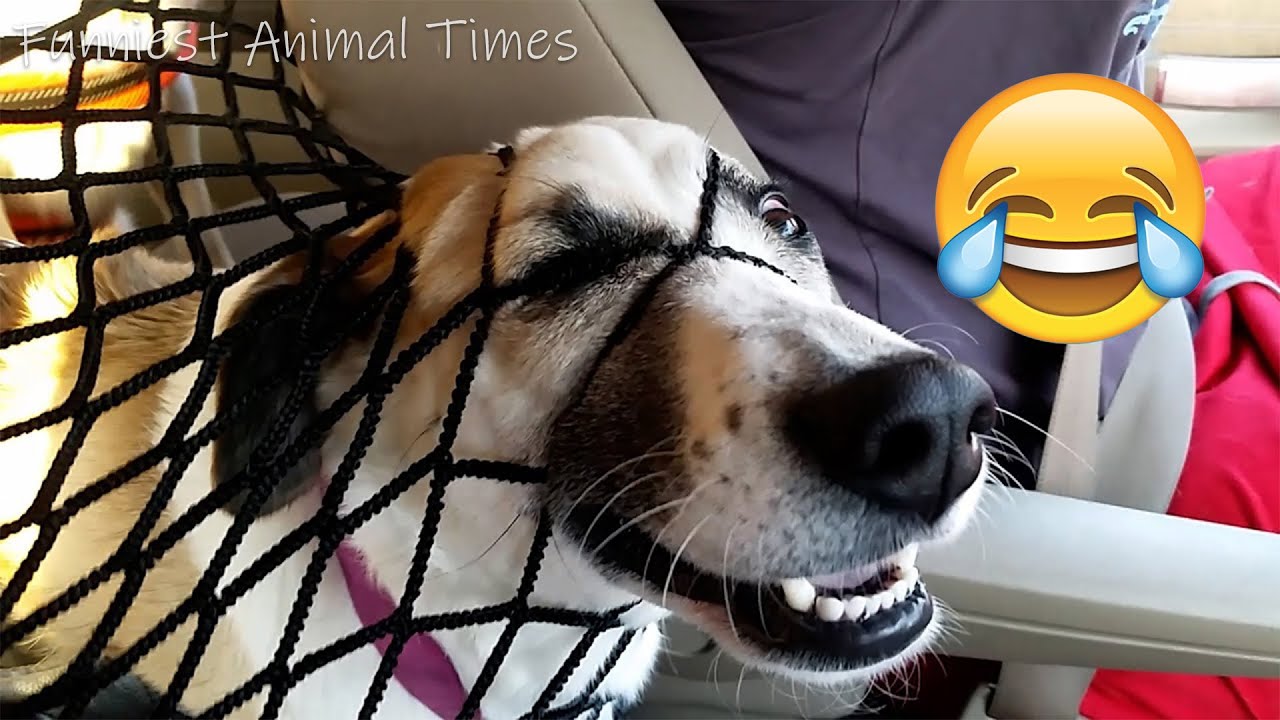 Try Not to Laugh CHALLENGE | 30 Minutes of Funny Dogs 🤣 - YouTube
