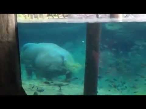 Hippo pooping underwater at Busch Gardens Florida