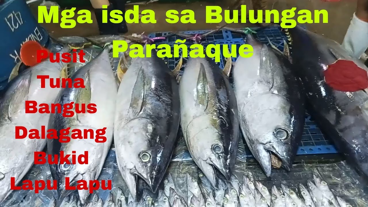 Mga Tuna at iba pang isda sa Bulungan Parañaque - YouTube