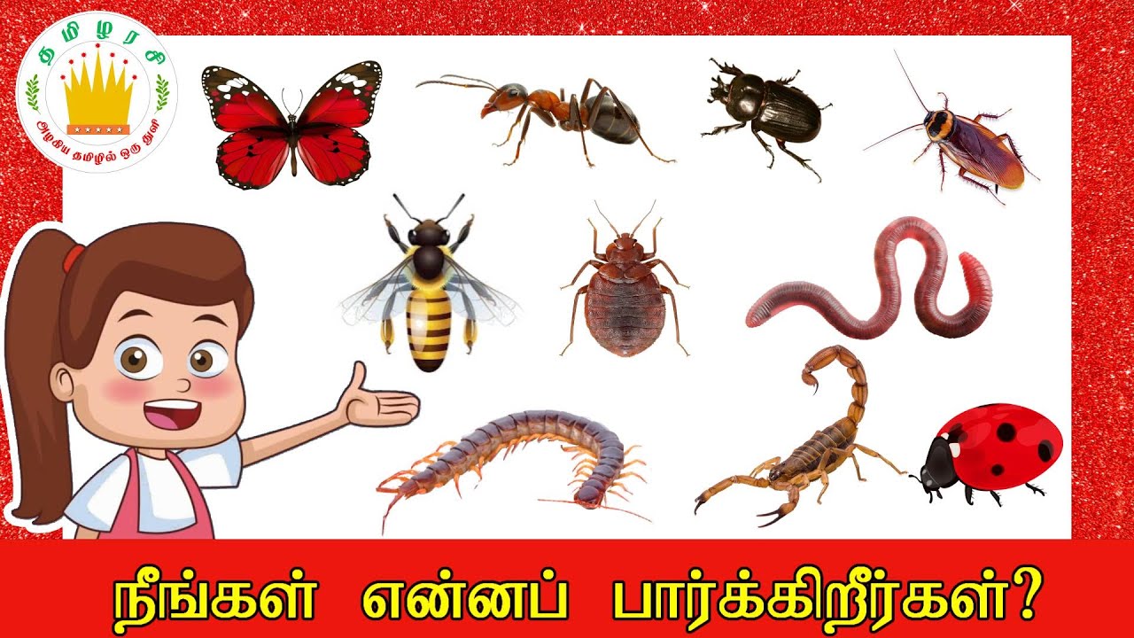 *NEW*Poochigal in Tamil Kids Song |What Do You See? Song |Insects Name ...