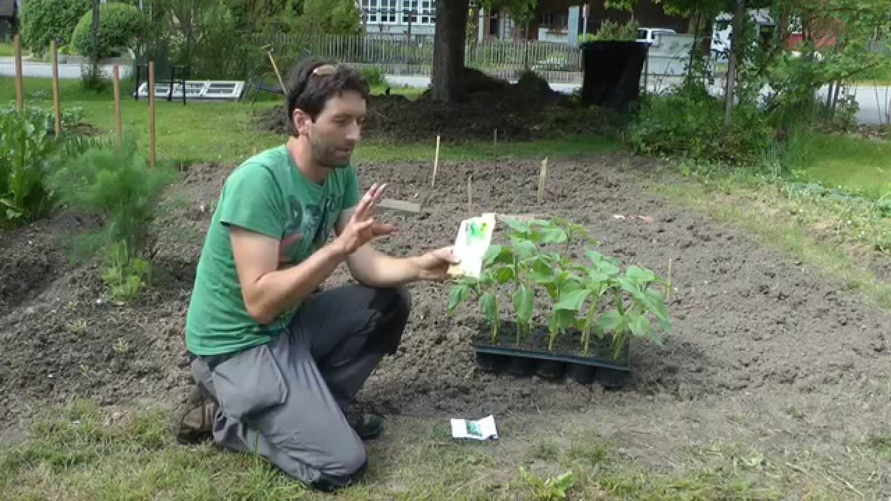 Milpa system - Grow The Three Sisters extended method / Adding 3 more ...