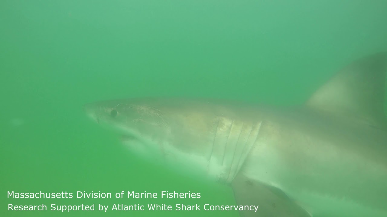 Curious Shark - YouTube