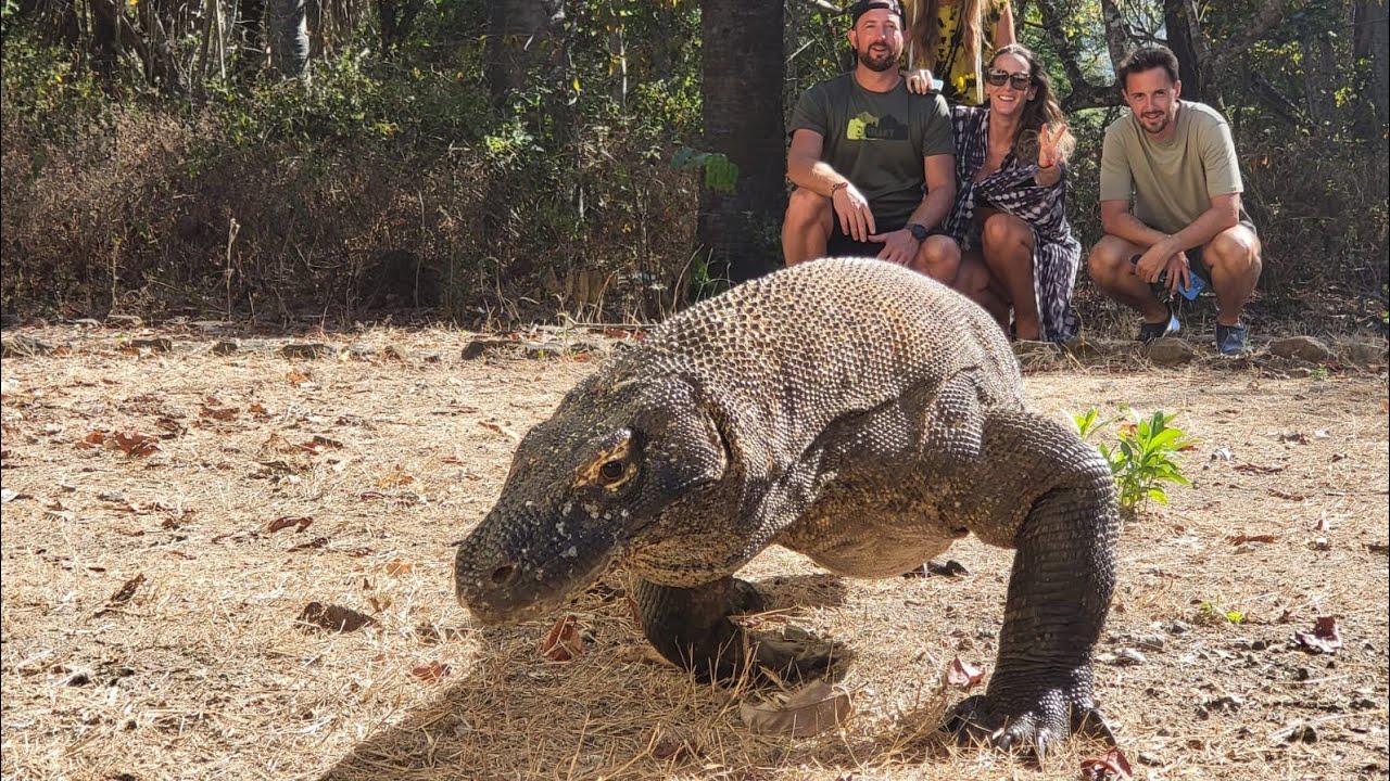 FOUND A BIG KOMODO IN THE WILD AND VERY ACTIVE - YouTube