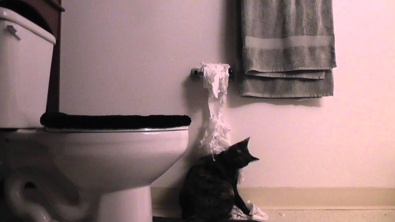 Cat shreds toilet paper - YouTube