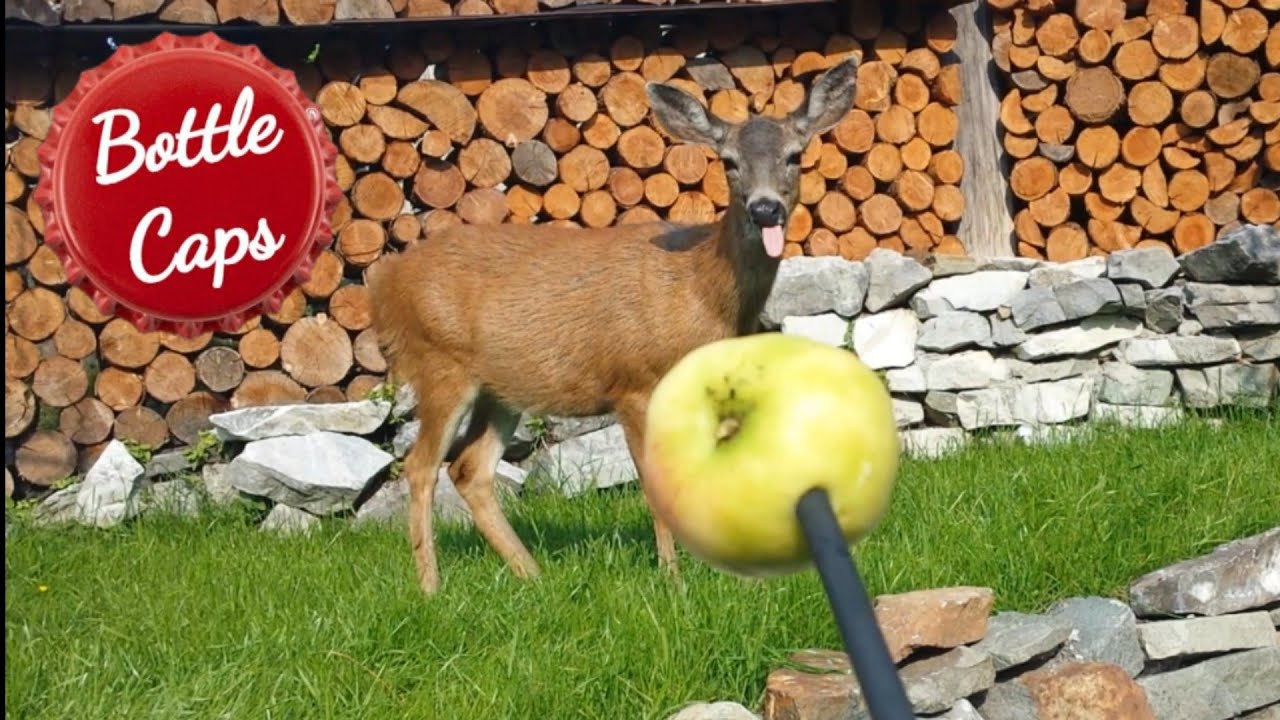 Texada Island - One Deer One Arrow - YouTube