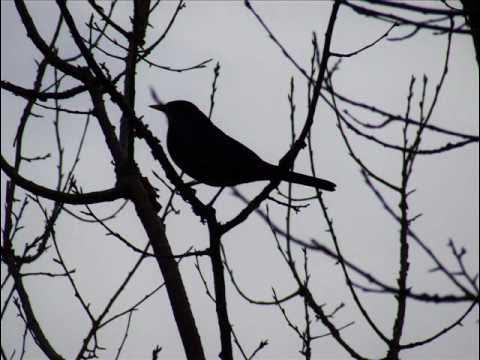 Thirteen Ways of Looking at a Blackbird by Wallace Stevens Read by Sean ...