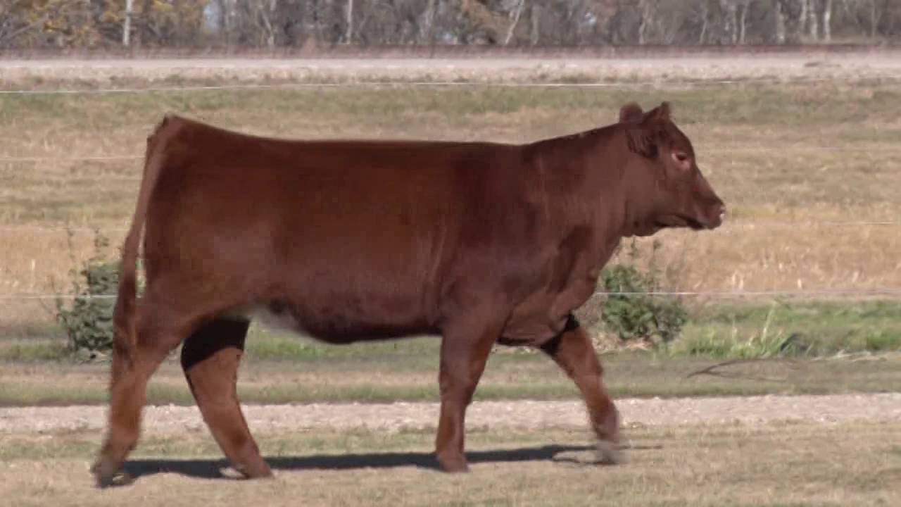 Bailey Show Cattle Tag 9 - YouTube