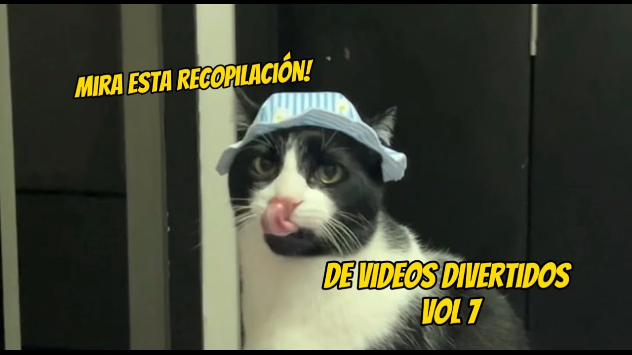 Los Videos de Gatos más Divertidos - vol 7 - YouTube