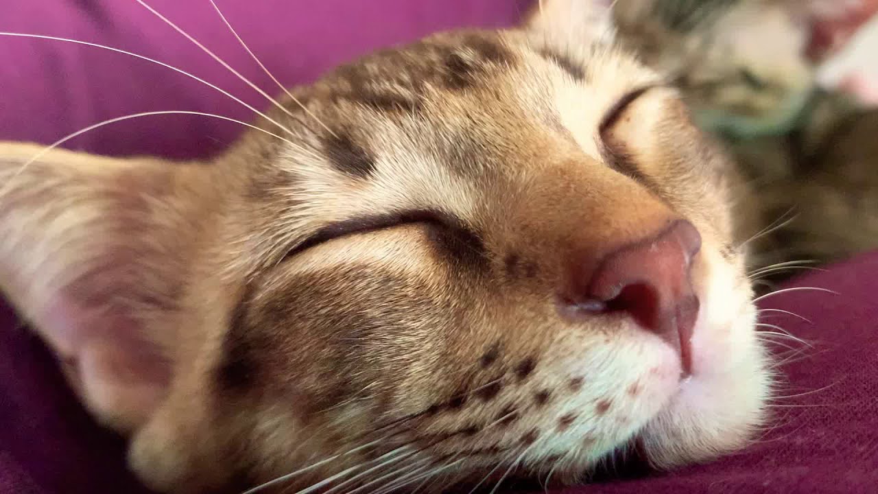 Closeup kitten sleeping - very cute cat nap - YouTube