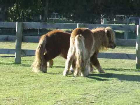 Shetland Pony Play - YouTube