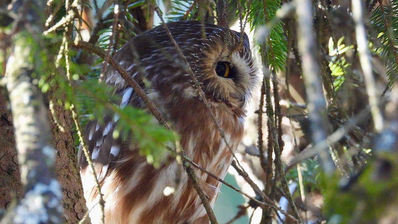 SAW-WHET OWL SHOWCASE!! - YouTube