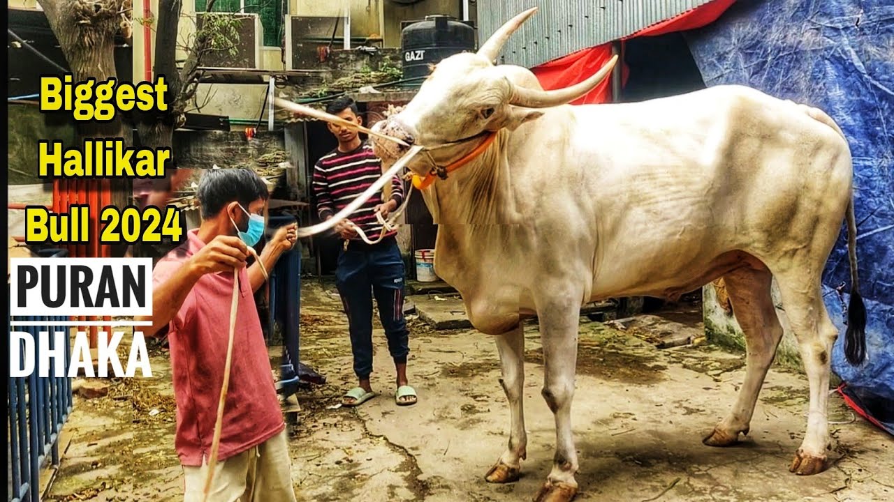 Hallikar Bull Pair in Bangladesh • Hallikar Cow • Qurbani Goru • Cow ...