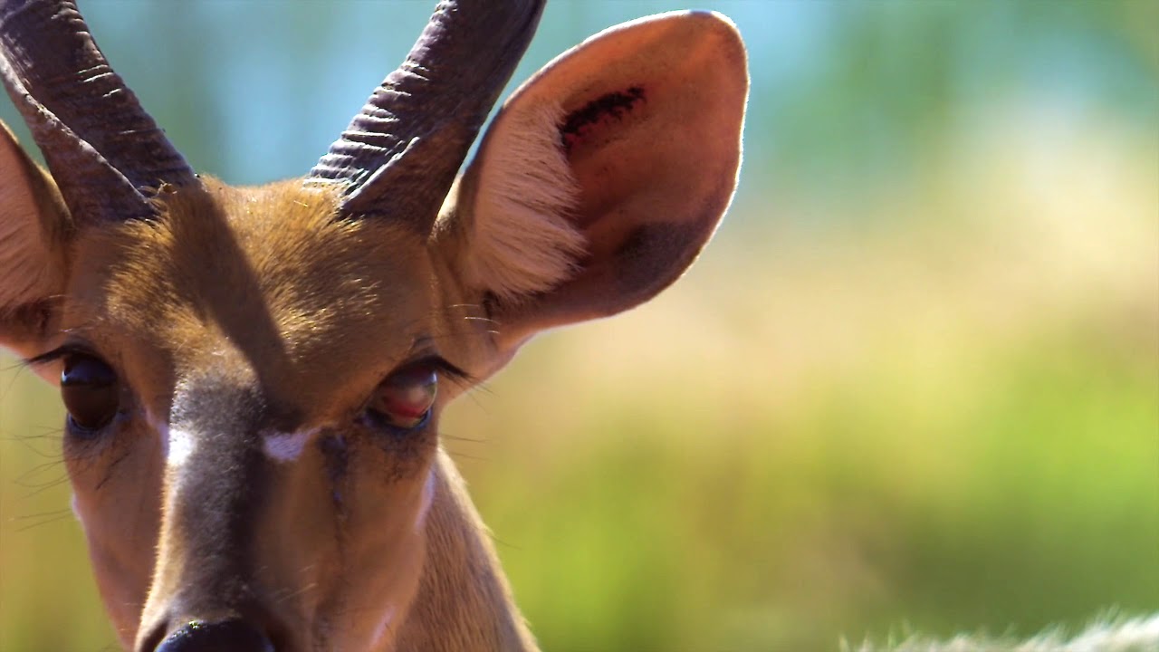 HUXLEY - Line up The Zoo - YouTube