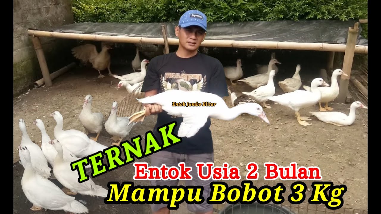Ternak Entok Jumbo Blitar || Usia 2 Bulan Mampu Bobot 3 kg ...
