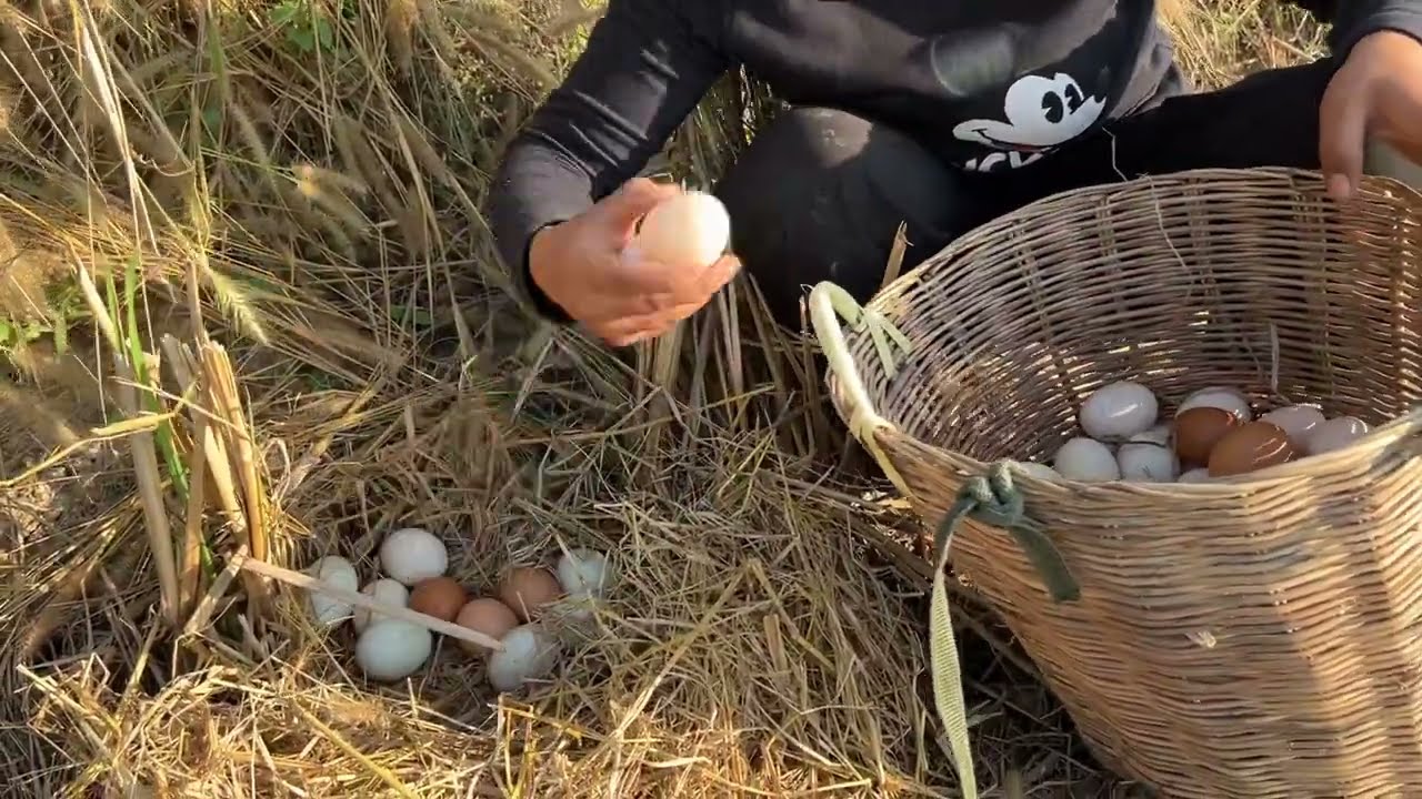 Best fishing, picking duck eggs on straw near canals, roadsides - YouTube