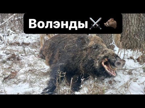 Первая работа волэндов по кабану в 5 месяцев