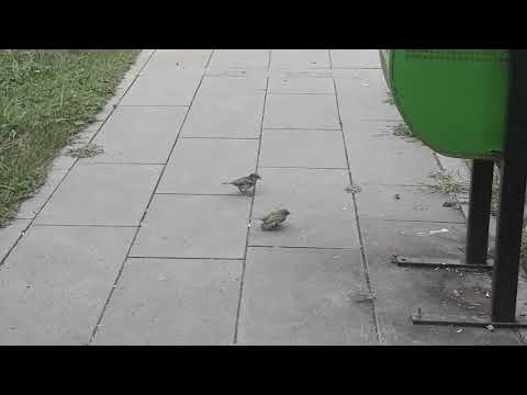 Evlat sevgisi (Muzaffer ARSLAN)