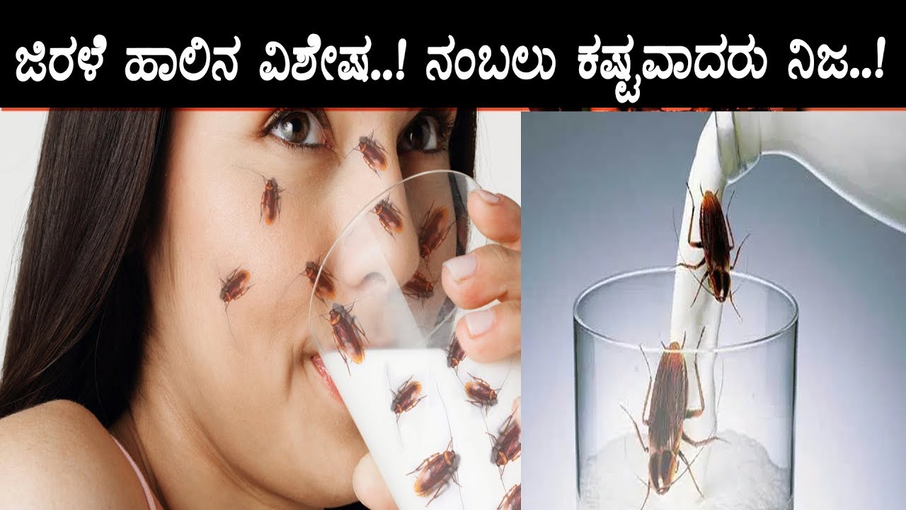 Cockroach milk can be your food in the future || Cockroach Milk Health ...